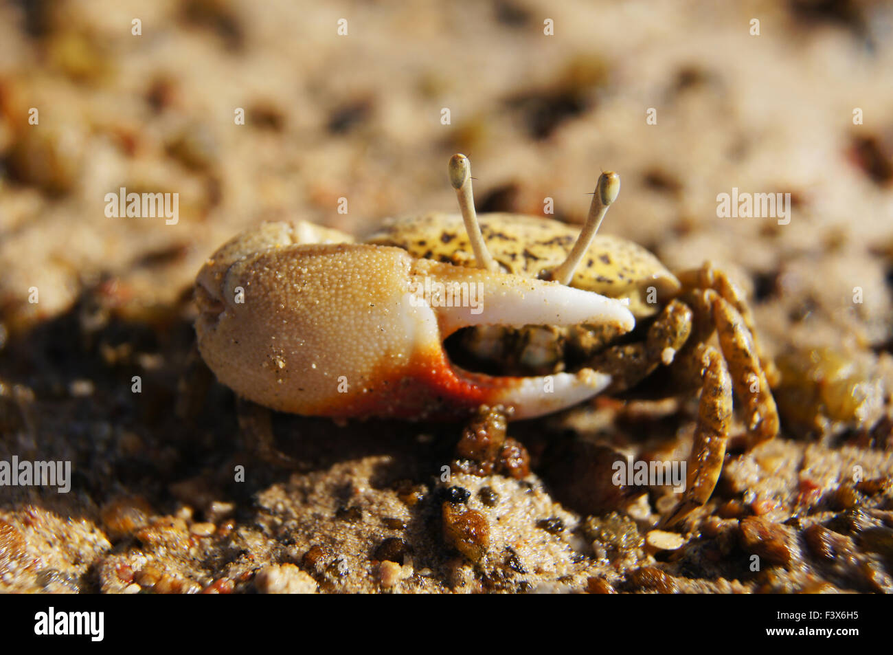 Single crab hi-res stock photography and images - Alamy