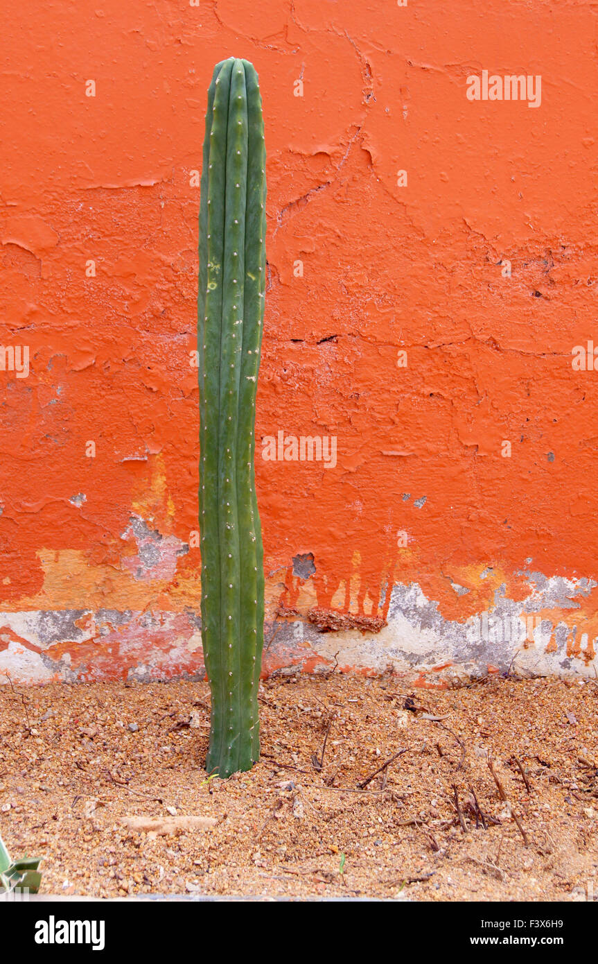 Cactus desert egypt hi-res stock photography and images - Alamy