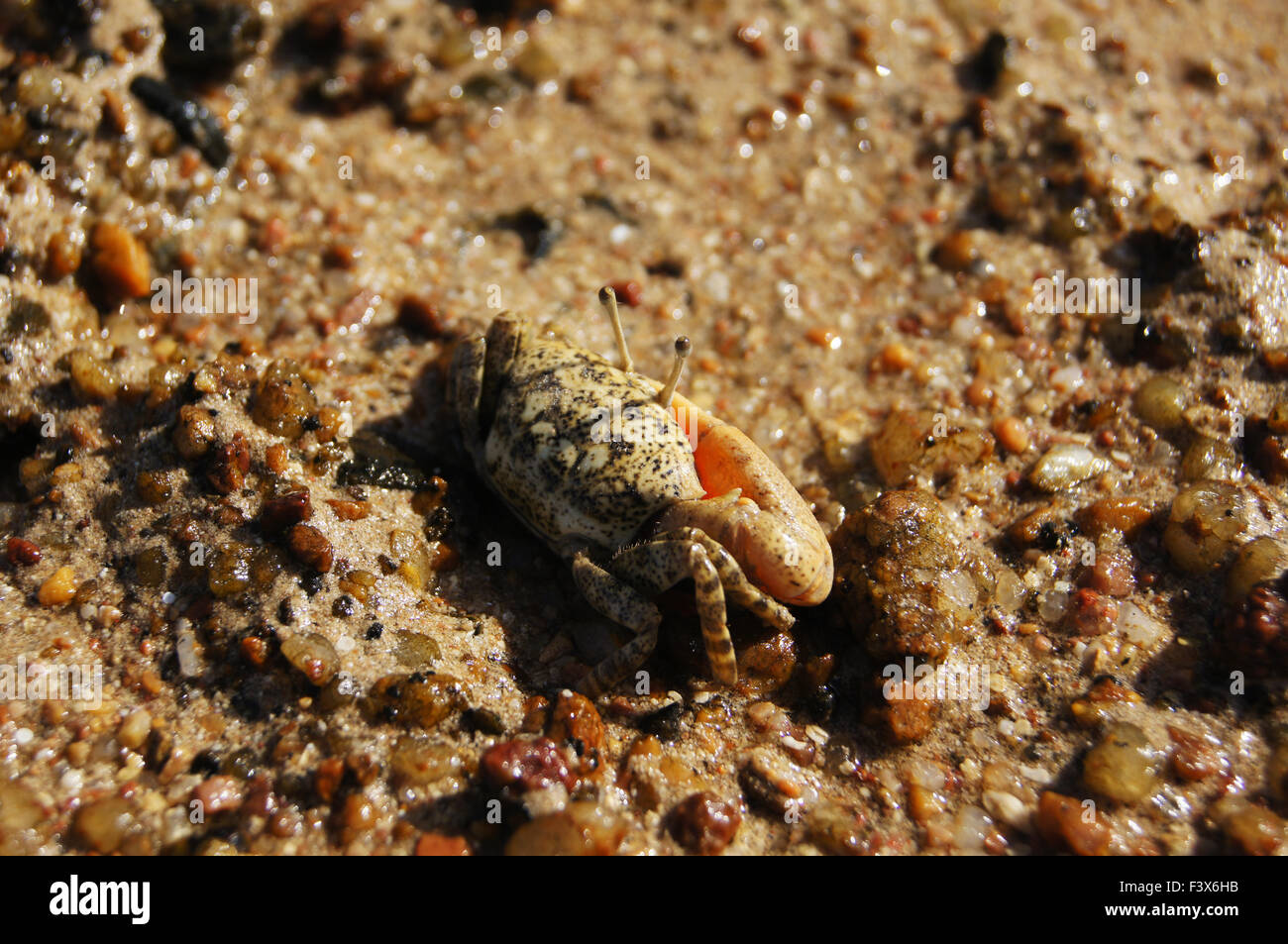 Single clamp crab hi-res stock photography and images - Alamy