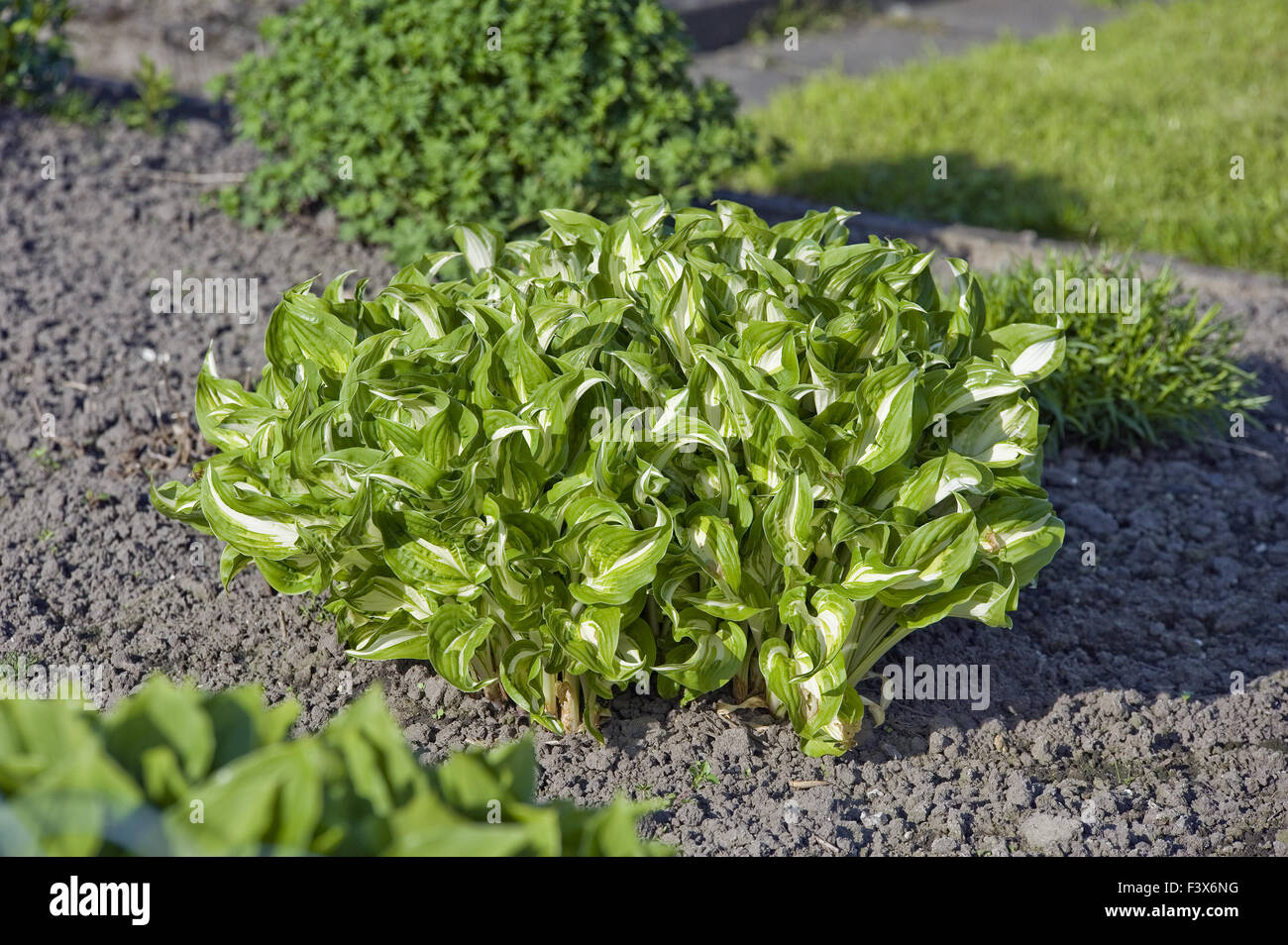 Hosta undulata hi-res stock photography and images - Alamy