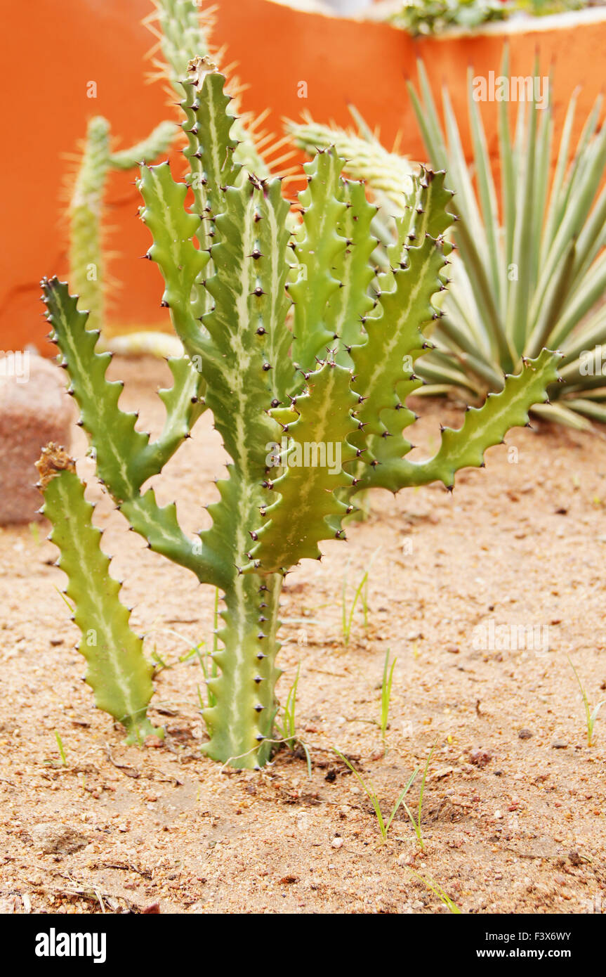 Cactus Desert Egypt High Resolution Stock Photography and Images - Alamy