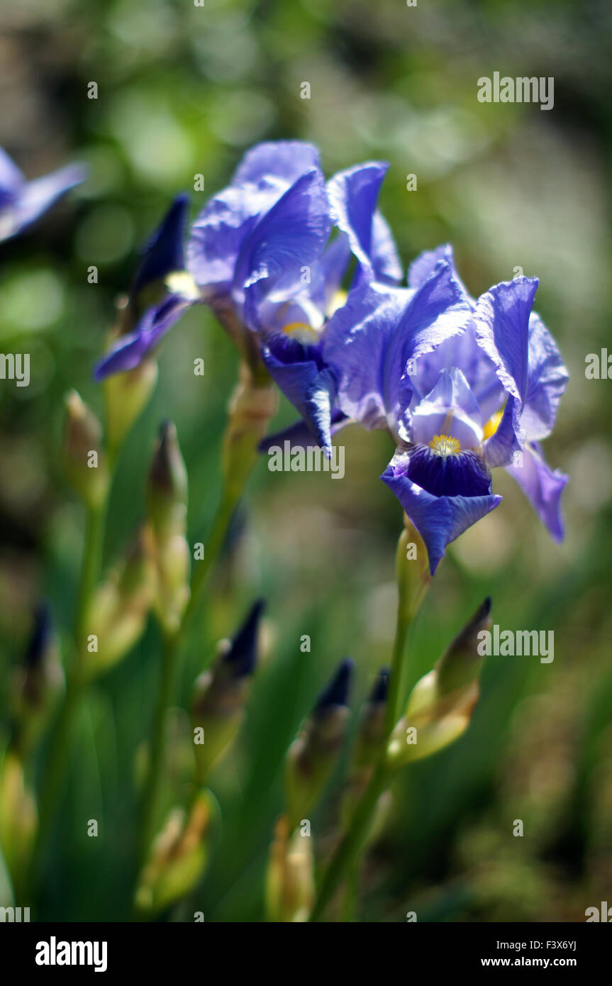 Spring time: wild iris flowers in the wood Stock Photo - Alamy