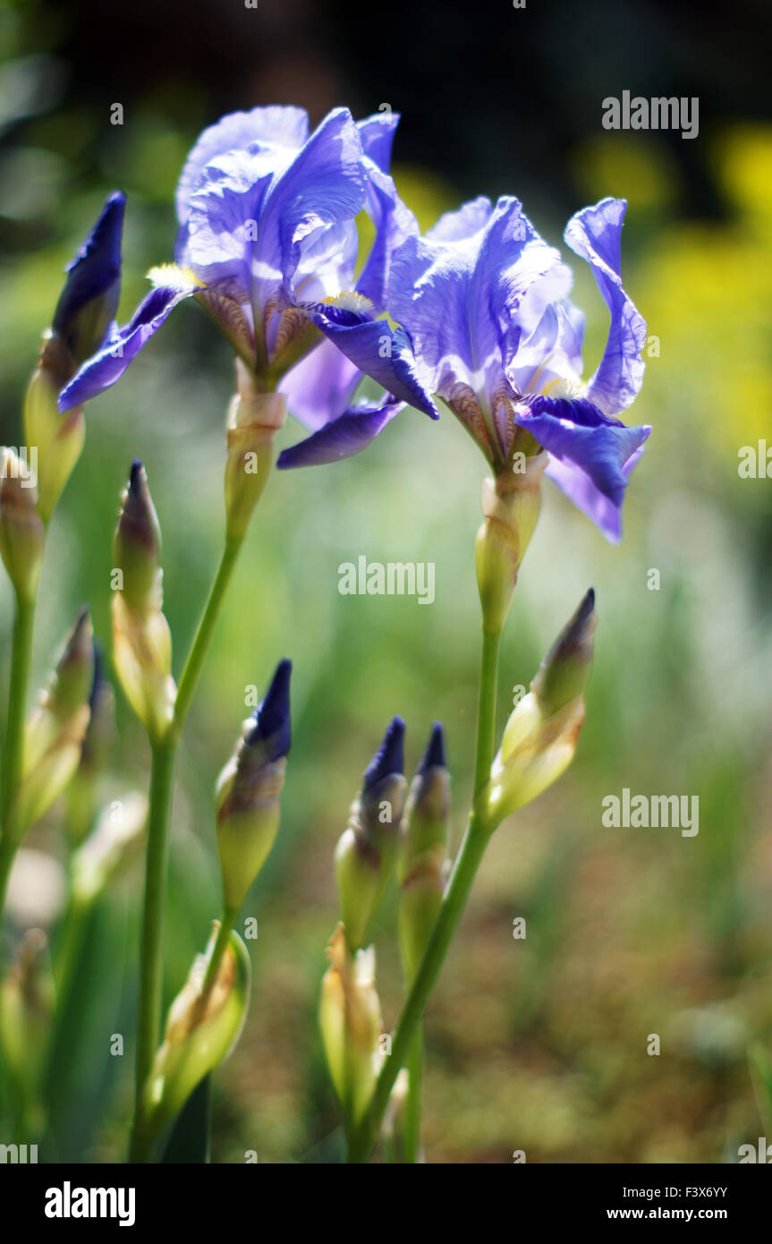 Bearded iris in plant bed hi-res stock photography and images - Alamy