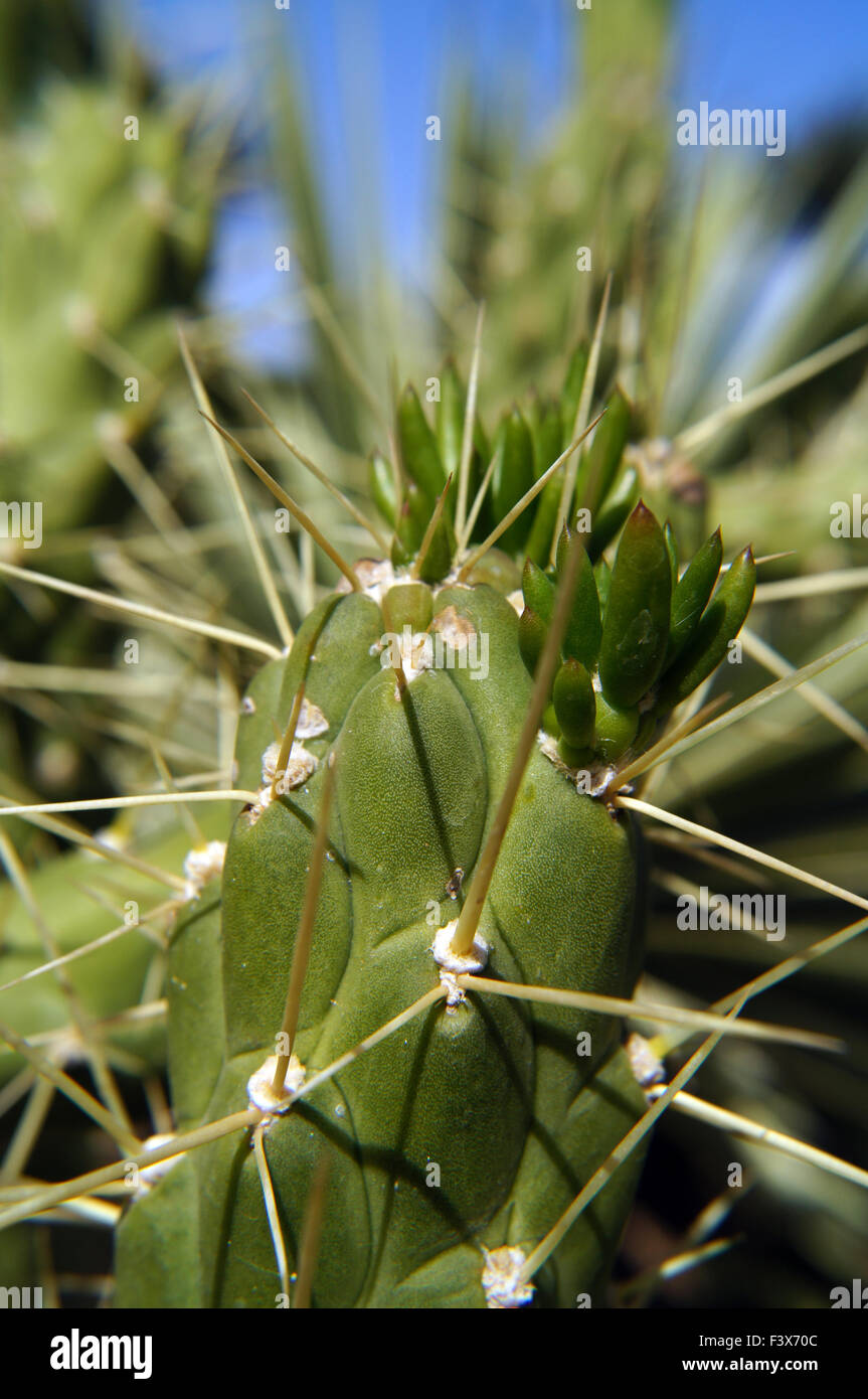 Cactus desert egypt hi-res stock photography and images - Alamy