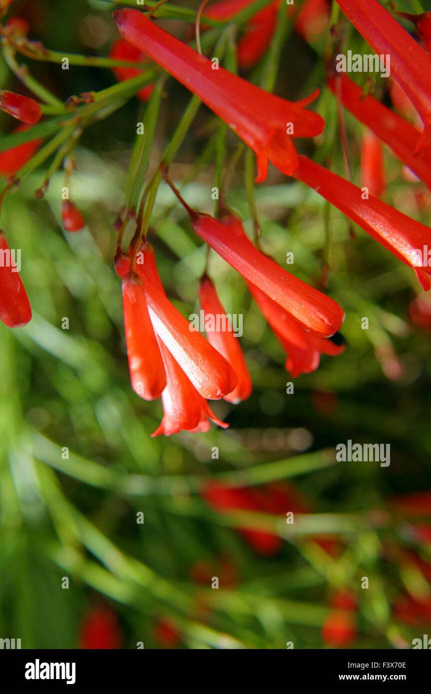 Russelia equisetiformis hi-res stock photography and images - Alamy