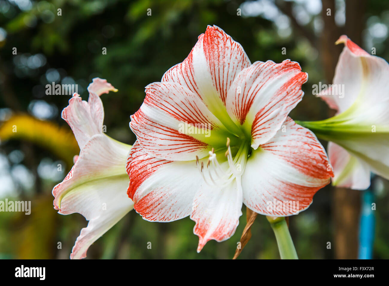 Amaryllis hippeastrum garden hi-res stock photography and images - Alamy