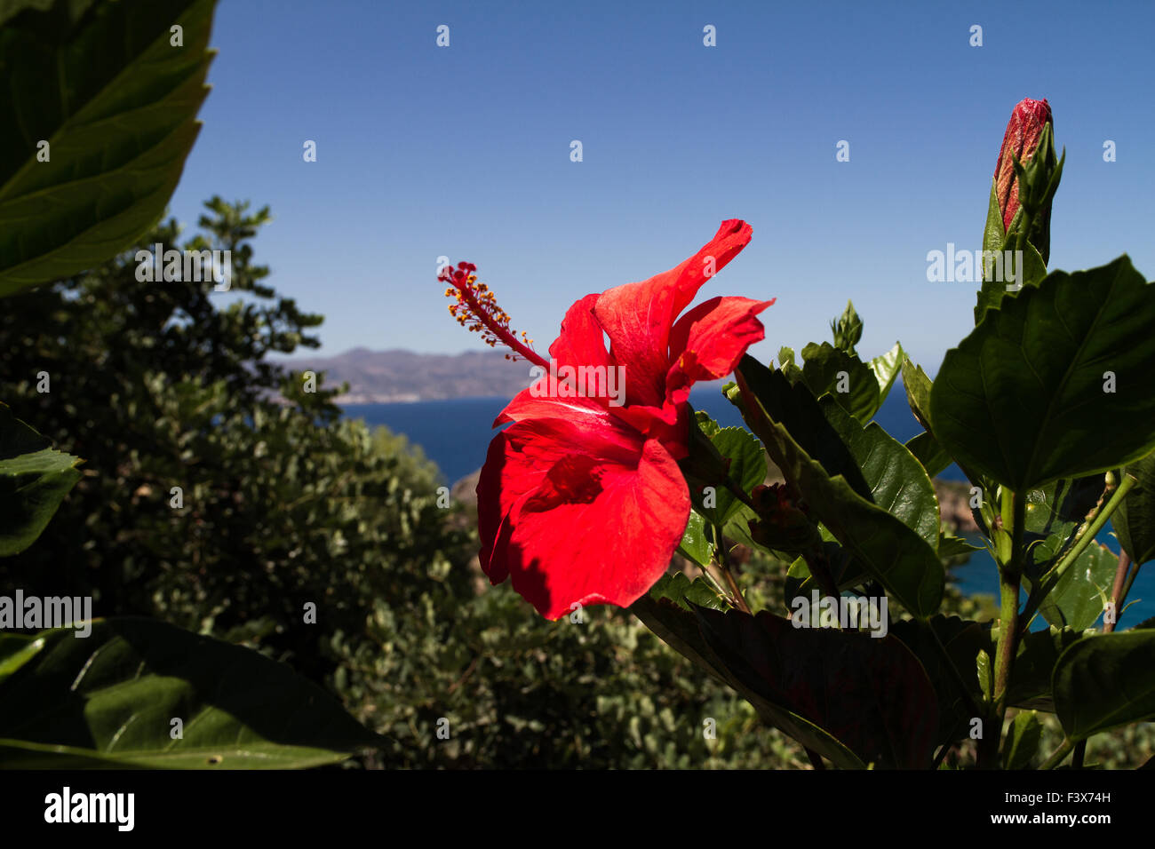 Crete flowers hi-res stock photography and images - Alamy
