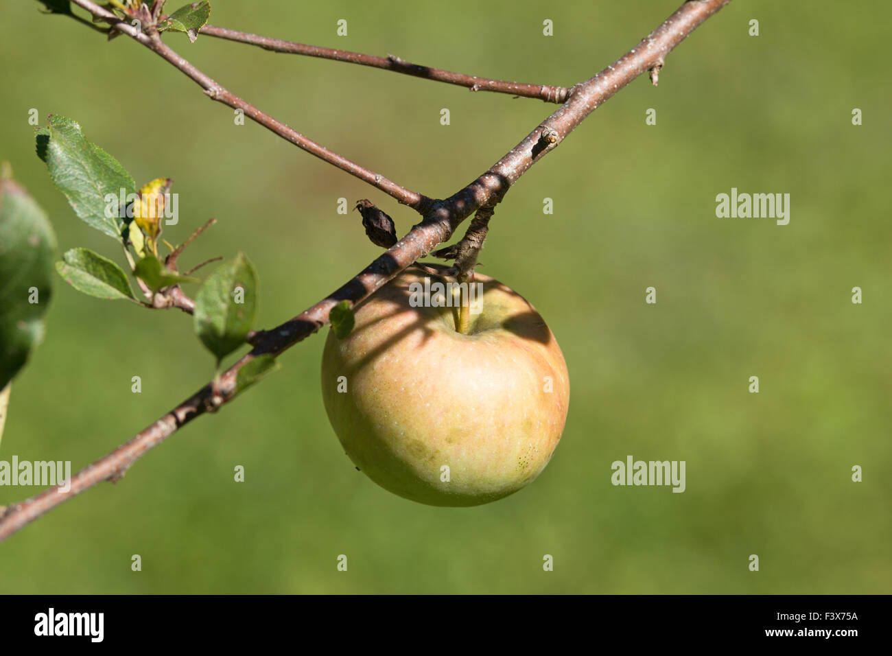 A single apple on the branch of an apple tree Stock Photo - Alamy