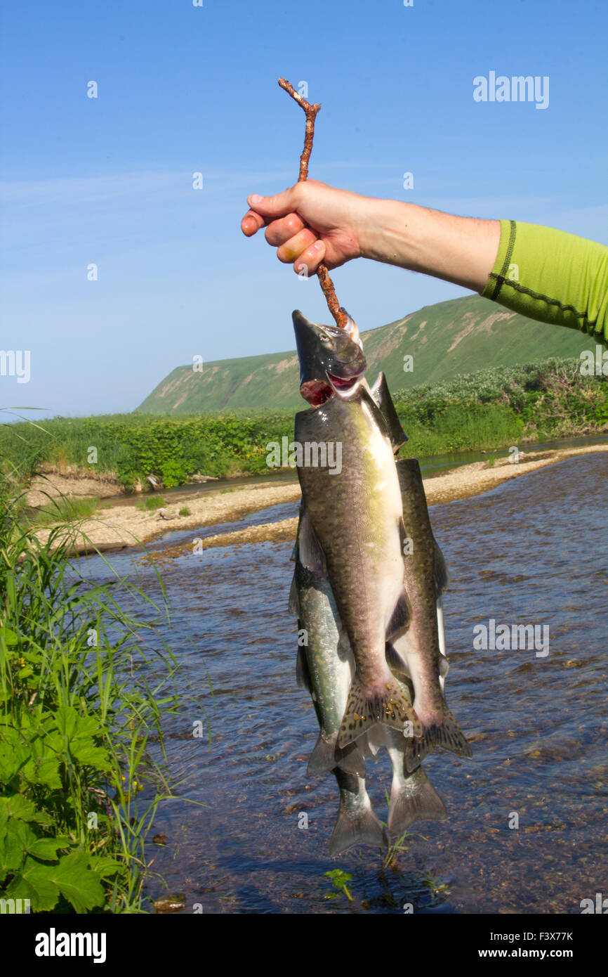 big fish chatch Stock Photo - Alamy