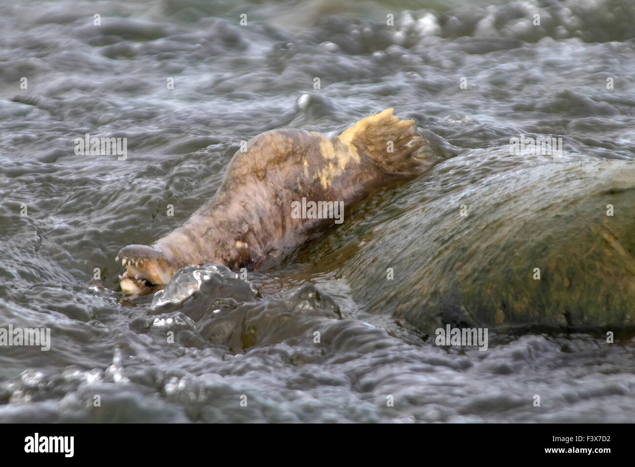 The emaciate male of humpback salmon 2 Stock Photo - Alamy