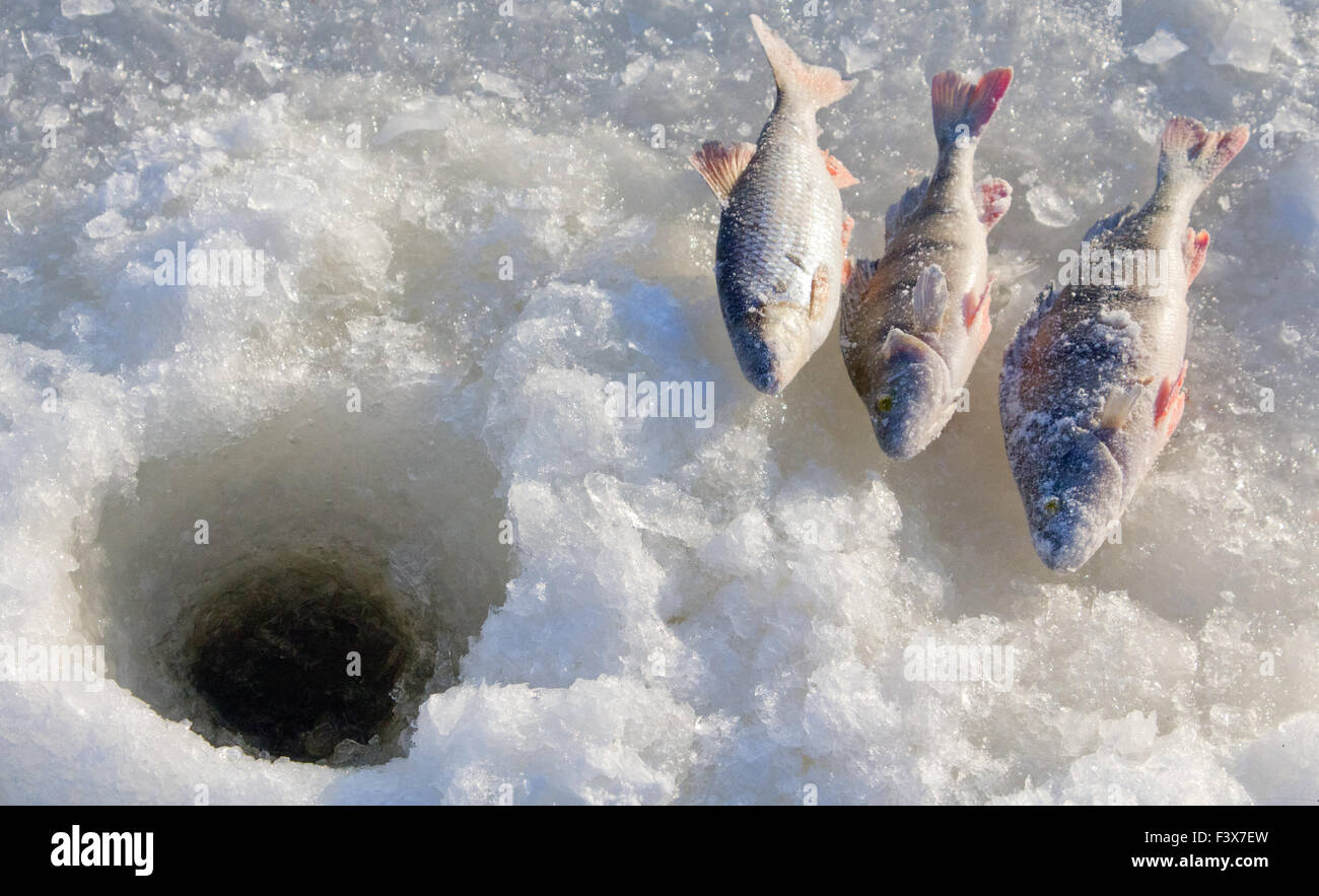 Perch and roach hi-res stock photography and images - Alamy