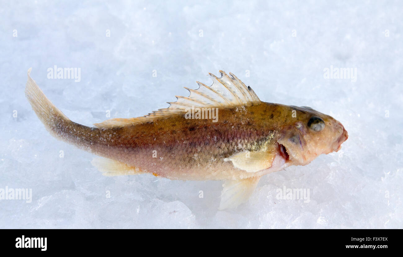 Marine ruff hi-res stock photography and images - Alamy