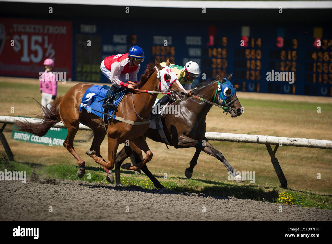 Racing horse breed hi-res stock photography and images - Alamy