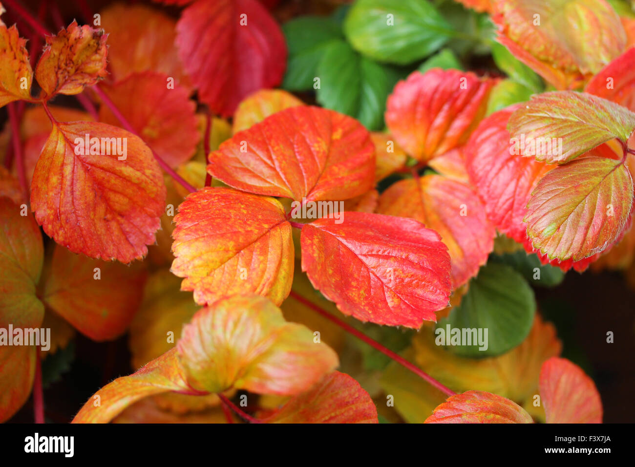 Haengeerdbeeren hi-res stock photography and images - Alamy