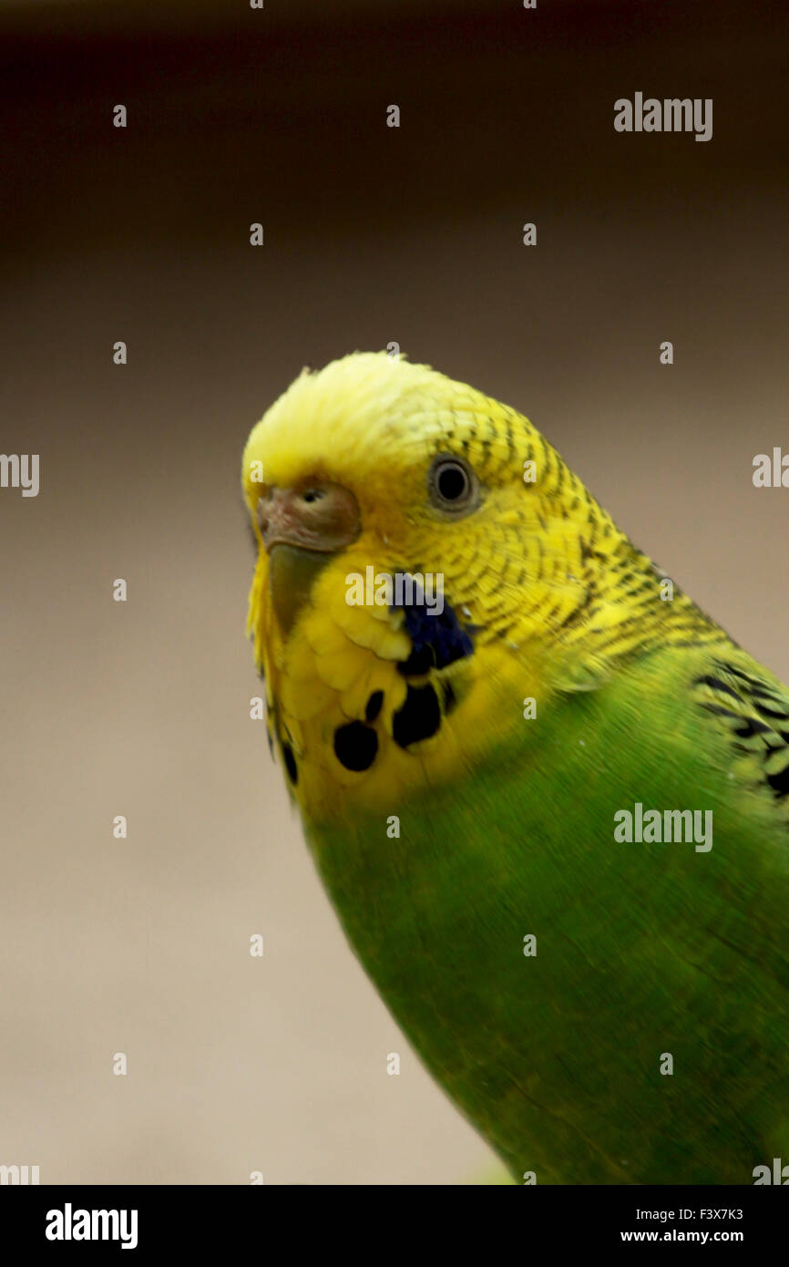 Budgie flying hi-res stock photography and images - Alamy