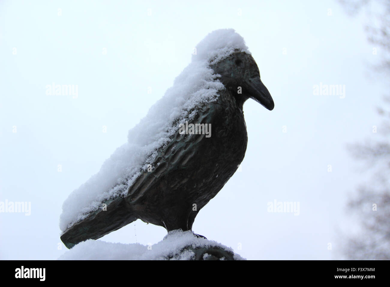 bird in snow Stock Photo - Alamy