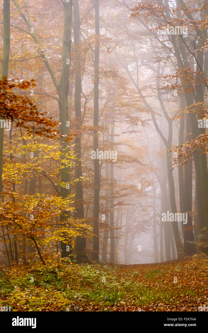 Fog in forest Stock Photo - Alamy