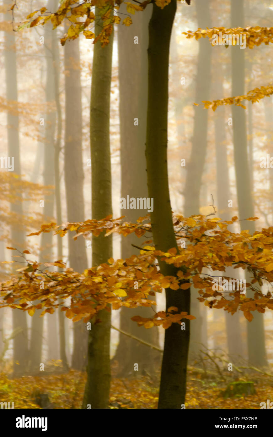 Autumn forest in mist Stock Photo - Alamy