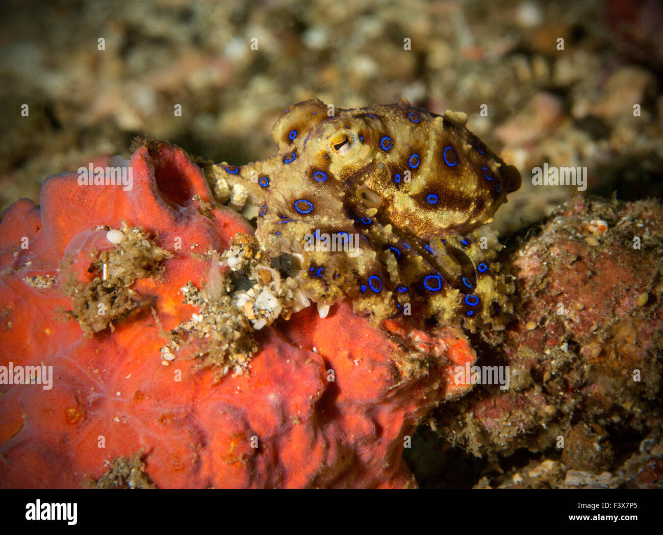Blue Ring Octopus on Pink Sponge Stock Photo - Alamy