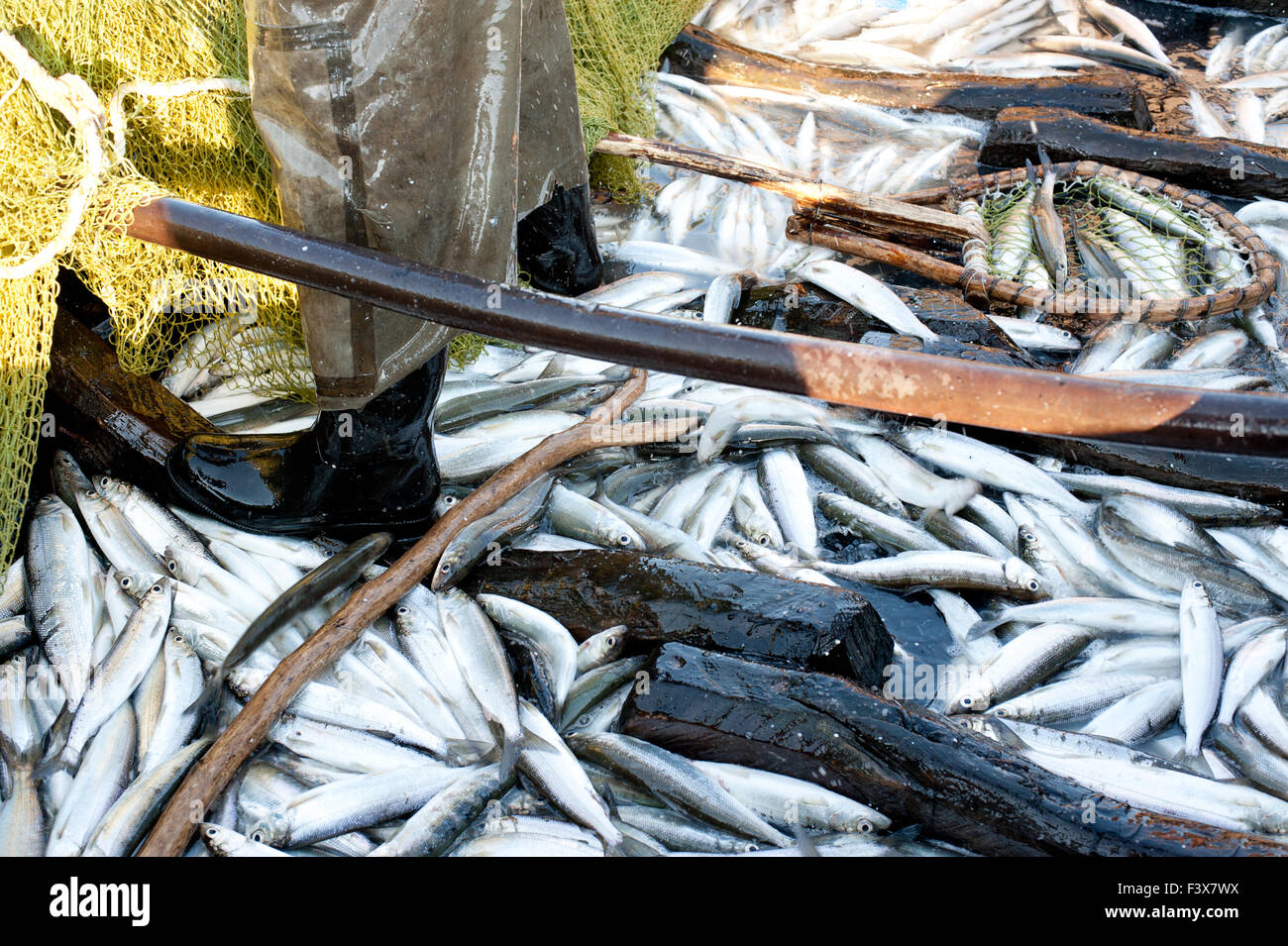 Haul fishing hi-res stock photography and images - Alamy