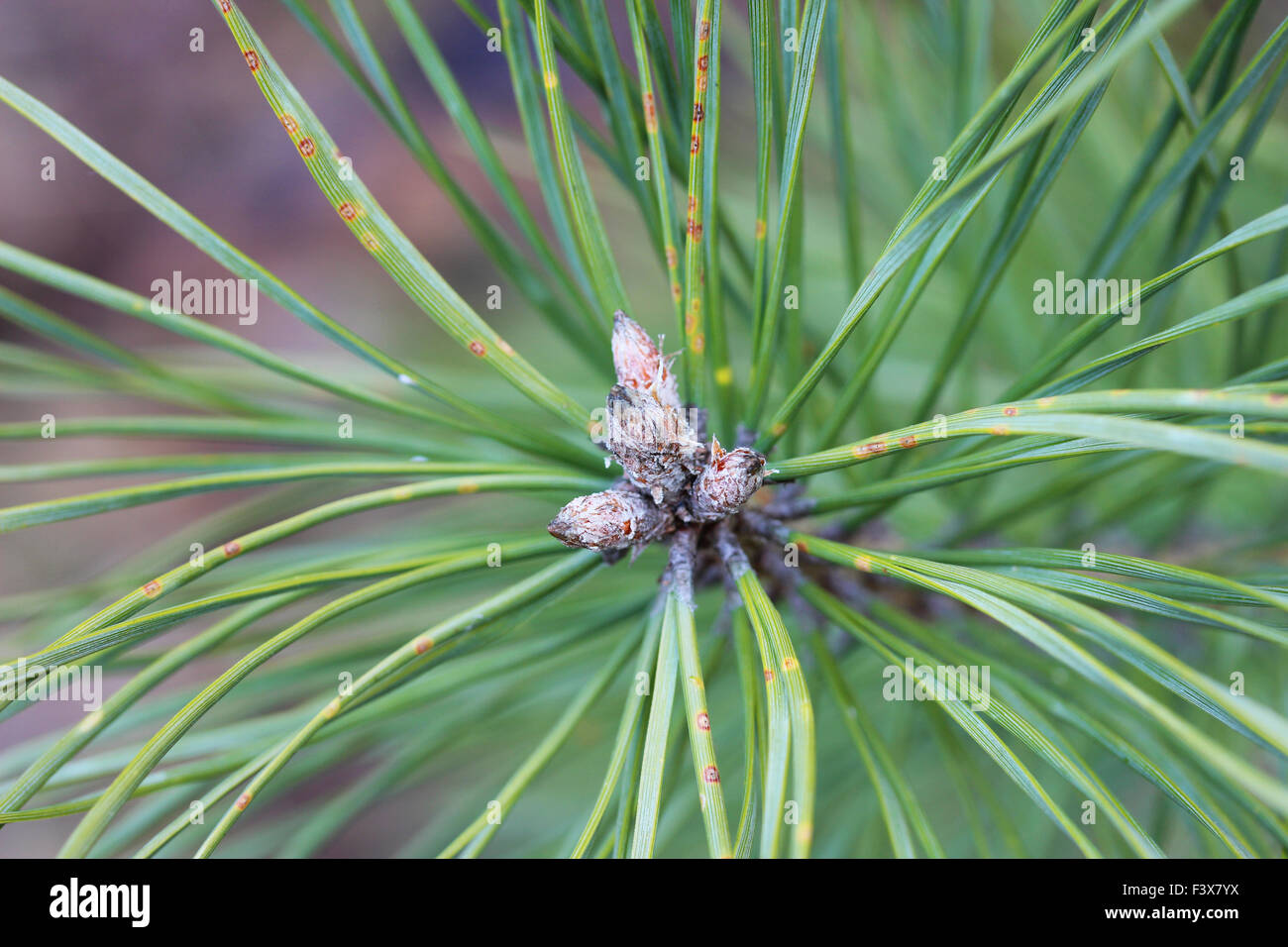 Kiefernadel hi-res stock photography and images - Alamy