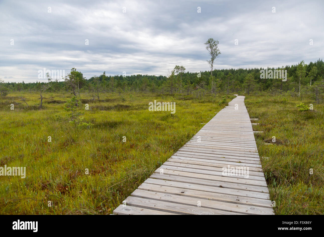 Landscape of Tolkuse bog with plank pathway, Parnu county, Estonia ...