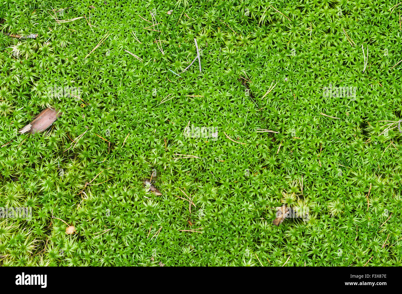 Natural background of sphagnum or peat moss Stock Photo - Alamy