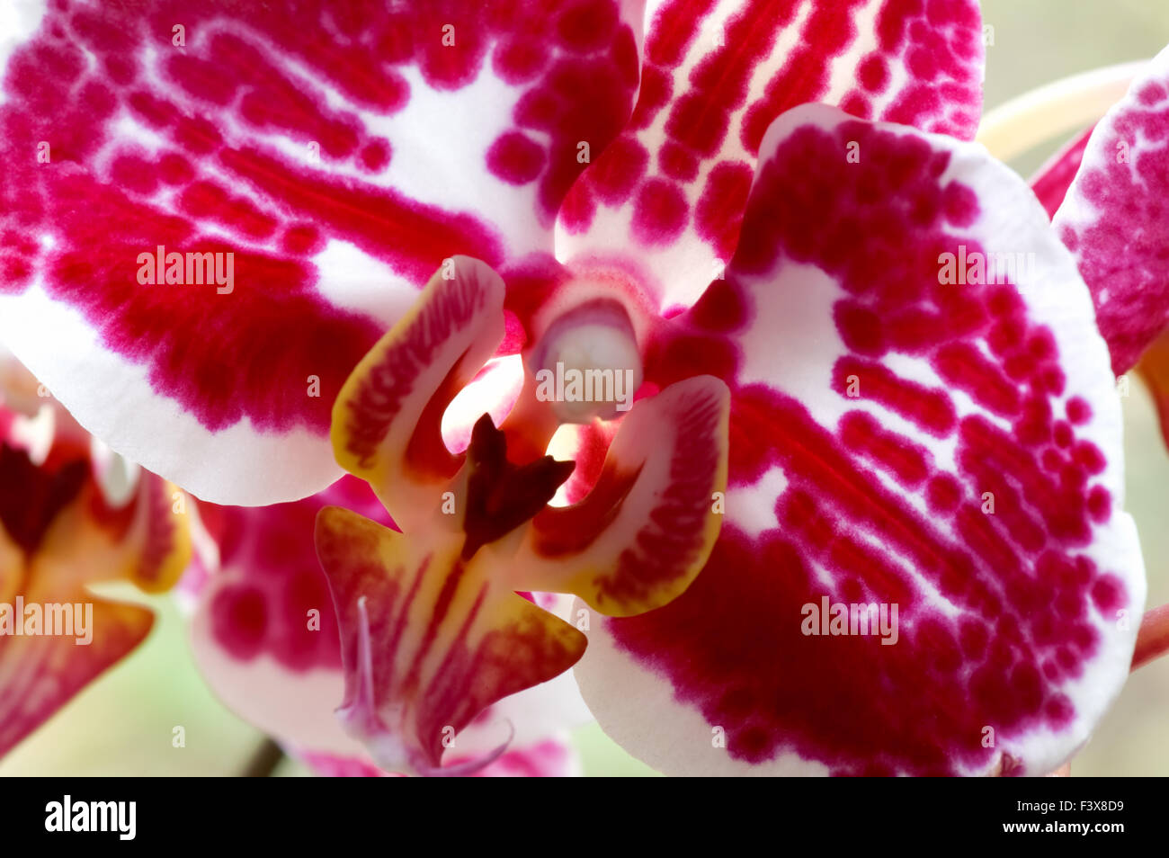 Beautiful orchid garden up close hi-res stock photography and images ...