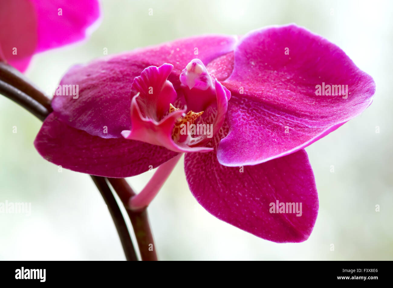 Beautiful orchid garden up close hi-res stock photography and images ...