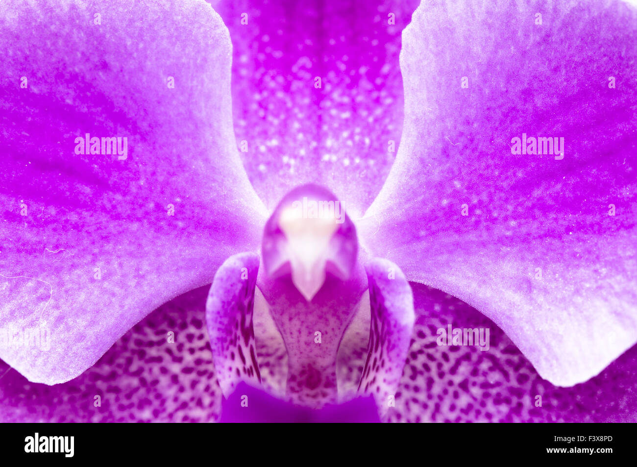 Pink orchid in red hi-res stock photography and images - Alamy