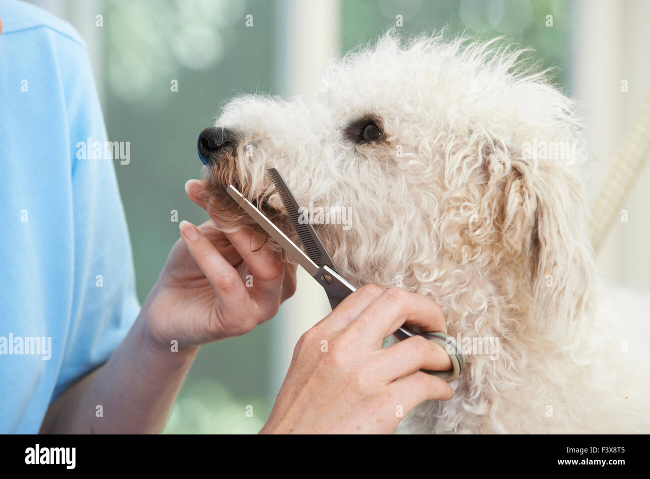 Pet Dog Being Professionally Groomed In Salon Stock Photo - Alamy