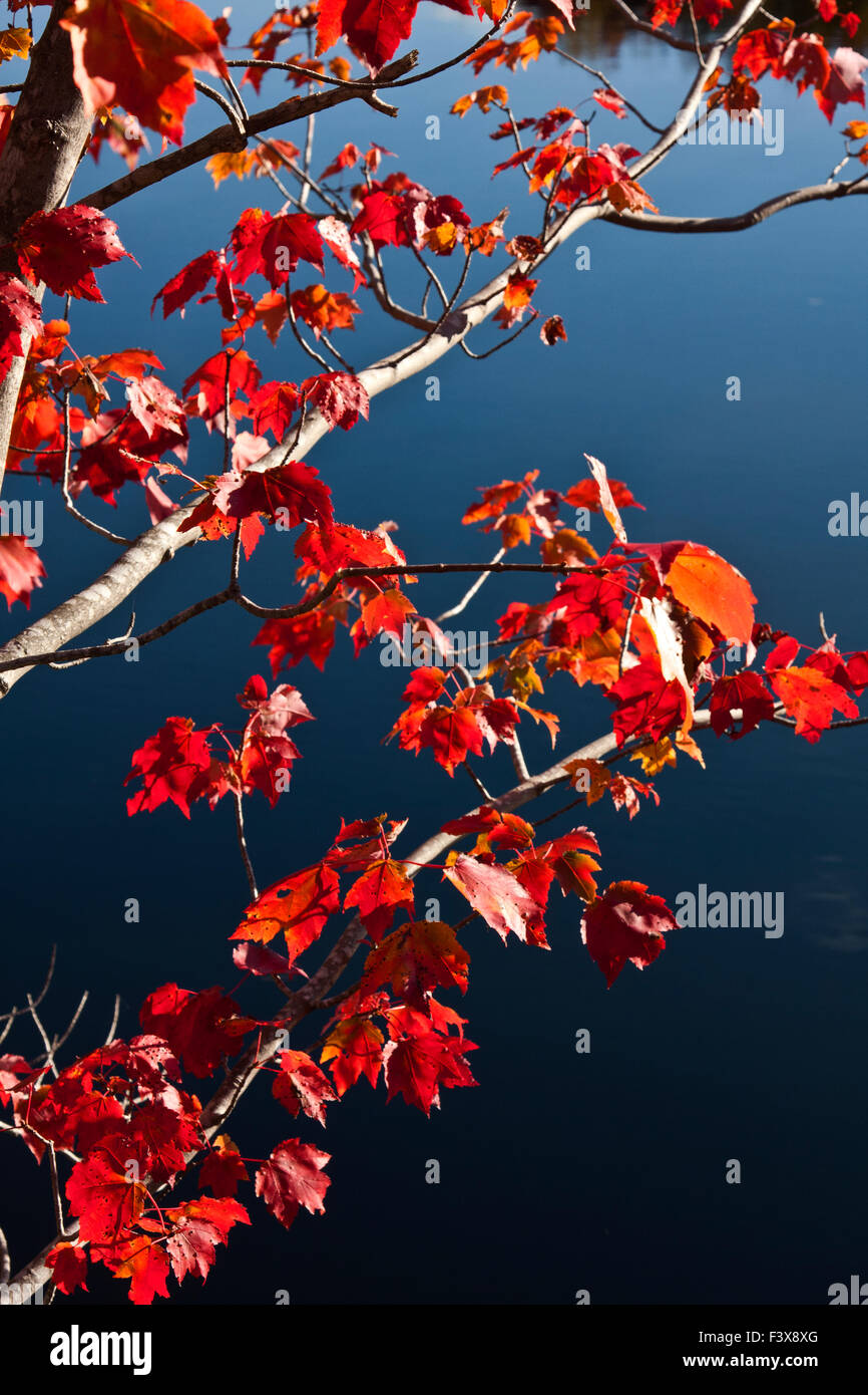 Autumn in New England USA, fall foliage on forest treesThis image ...