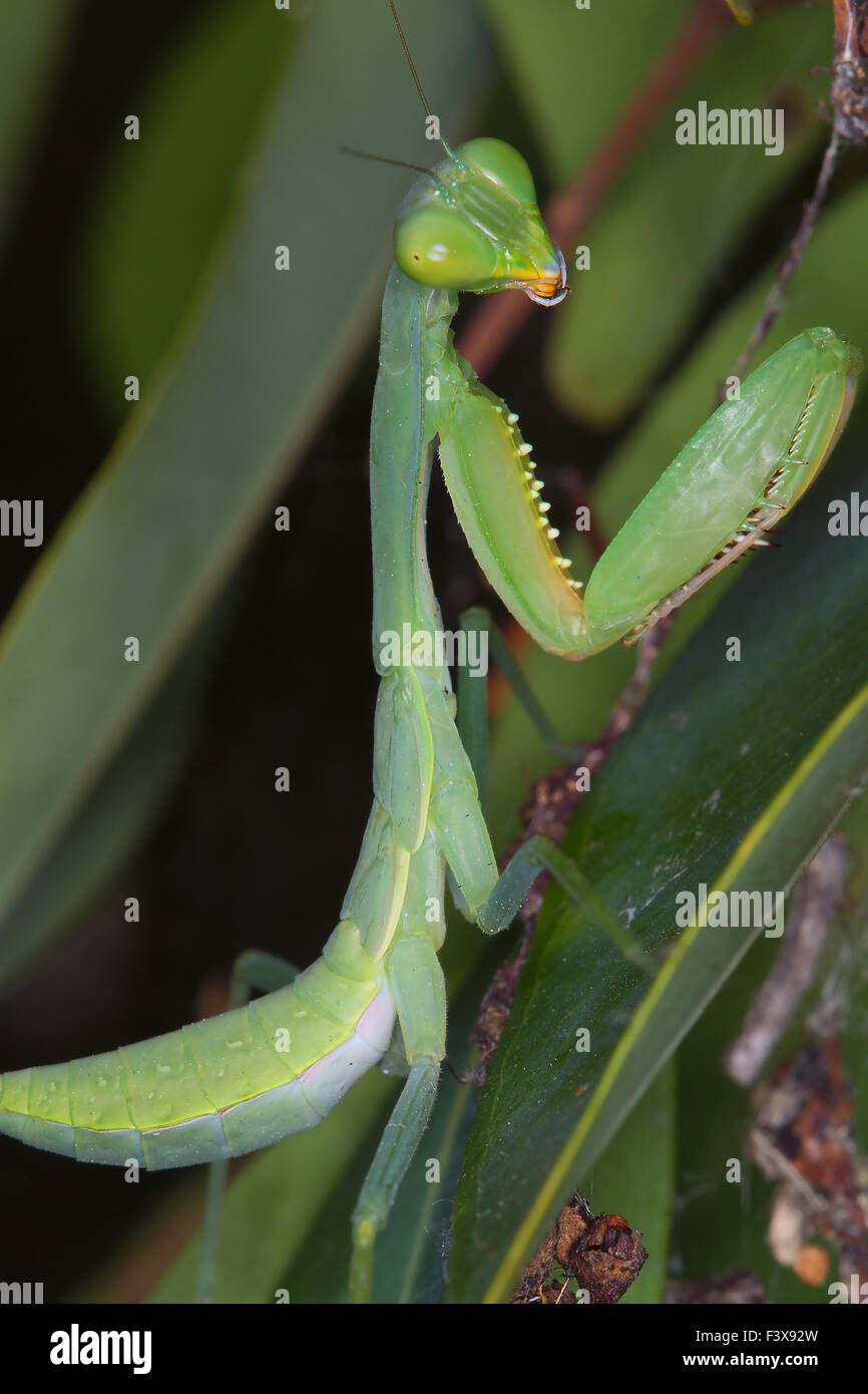 Australian praying mantis hi-res stock photography and images - Alamy