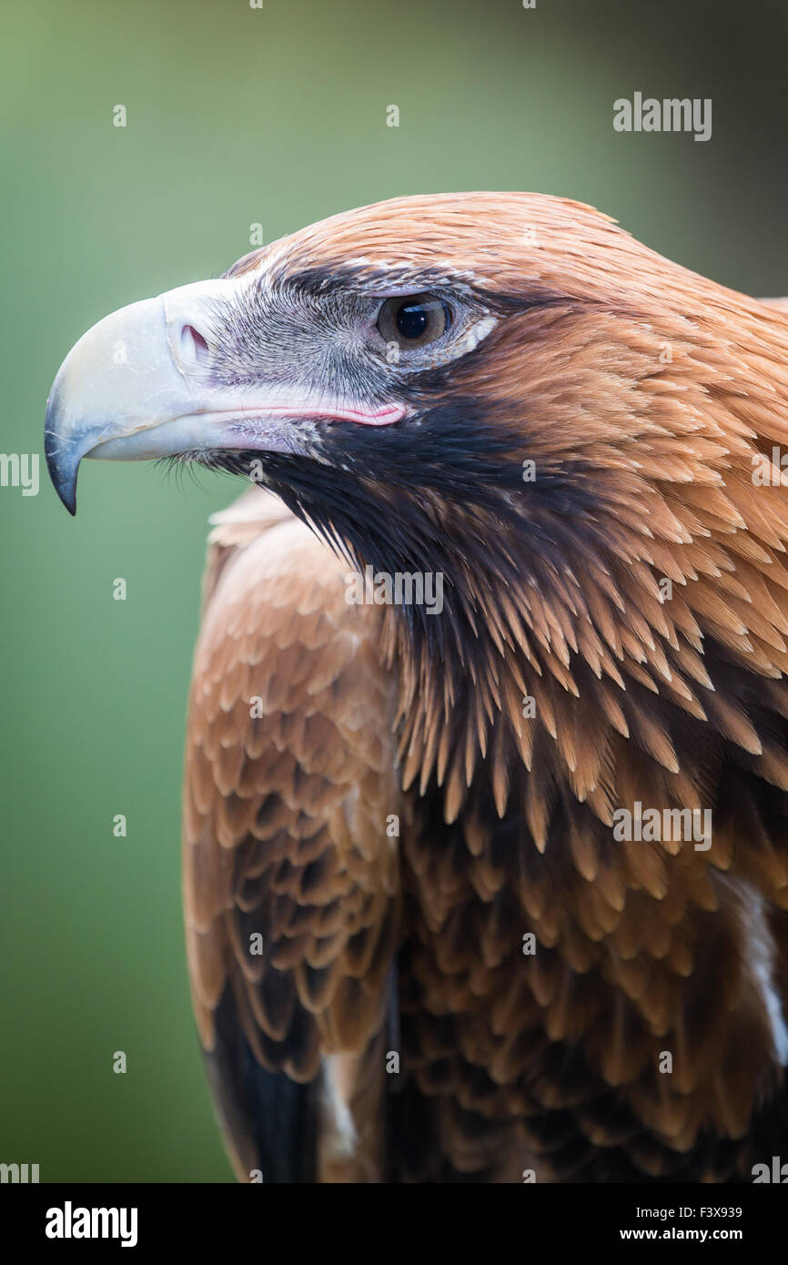 Wedge tail eagle hi-res stock photography and images - Alamy