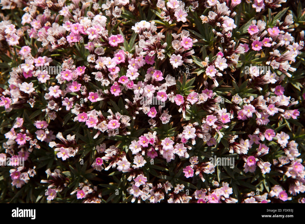 India, Jammu & Kashmir, Ladakh, Leh, Pink Alpine Azalea flowers, Kalmia ...