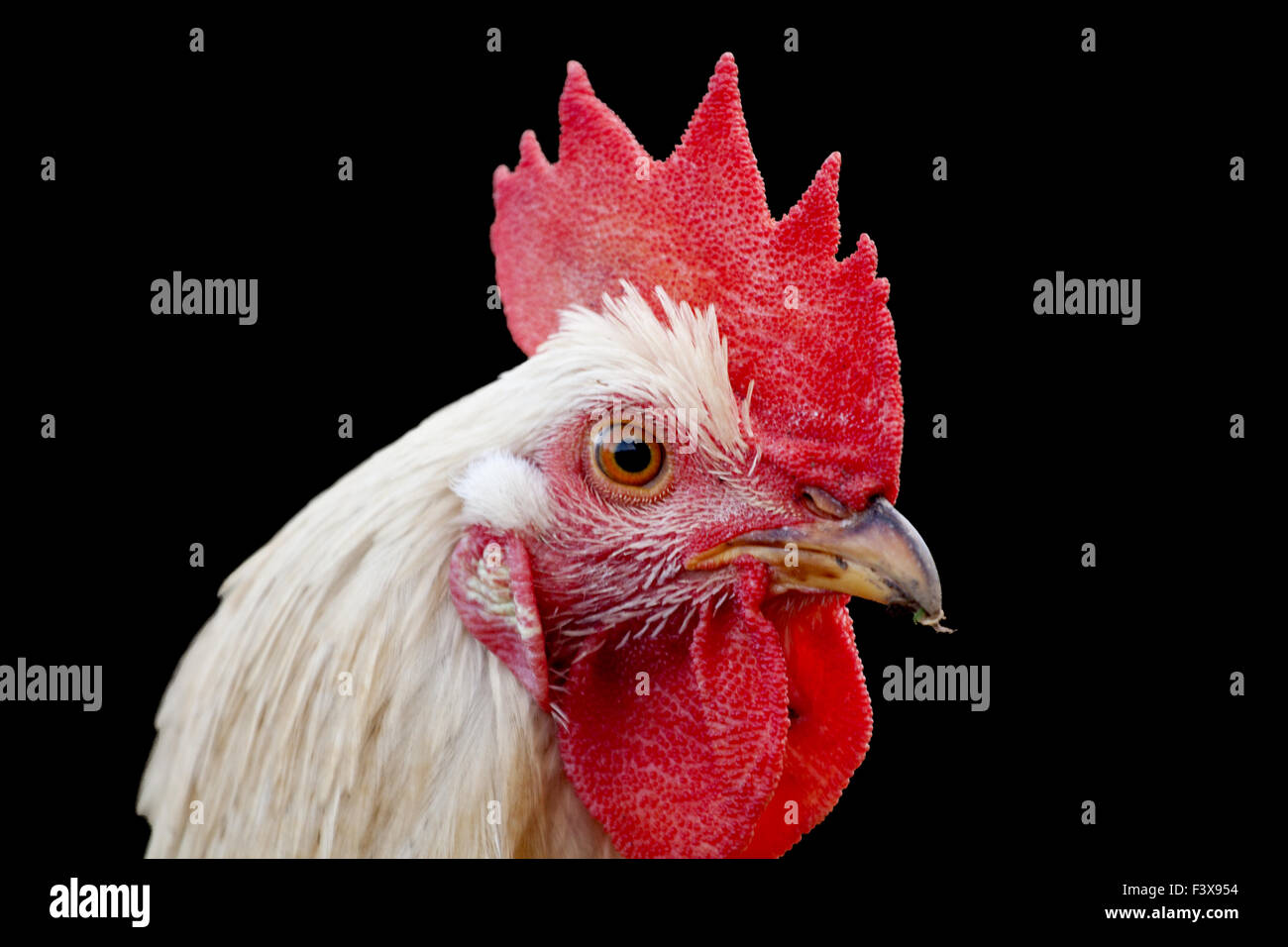 White rooster hi-res stock photography and images - Alamy
