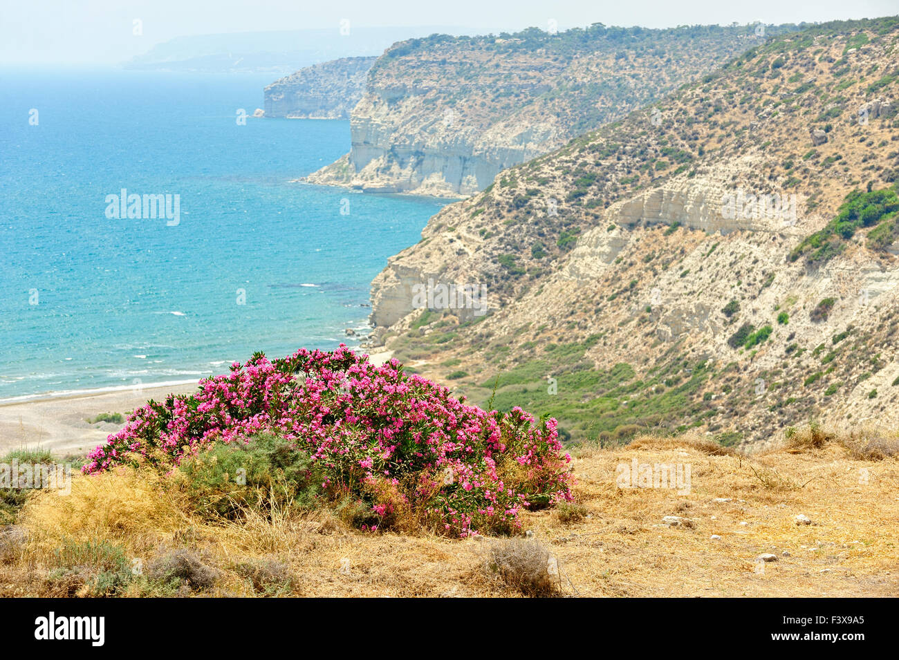 Sea shore flower hi-res stock photography and images - Alamy