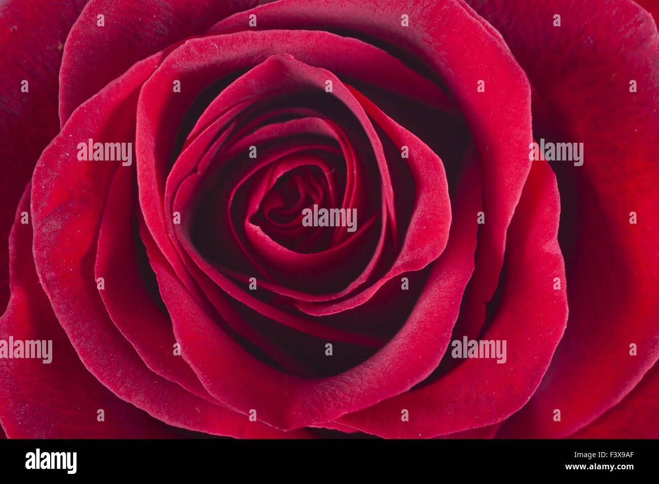 Black rot of roses hi-res stock photography and images - Alamy