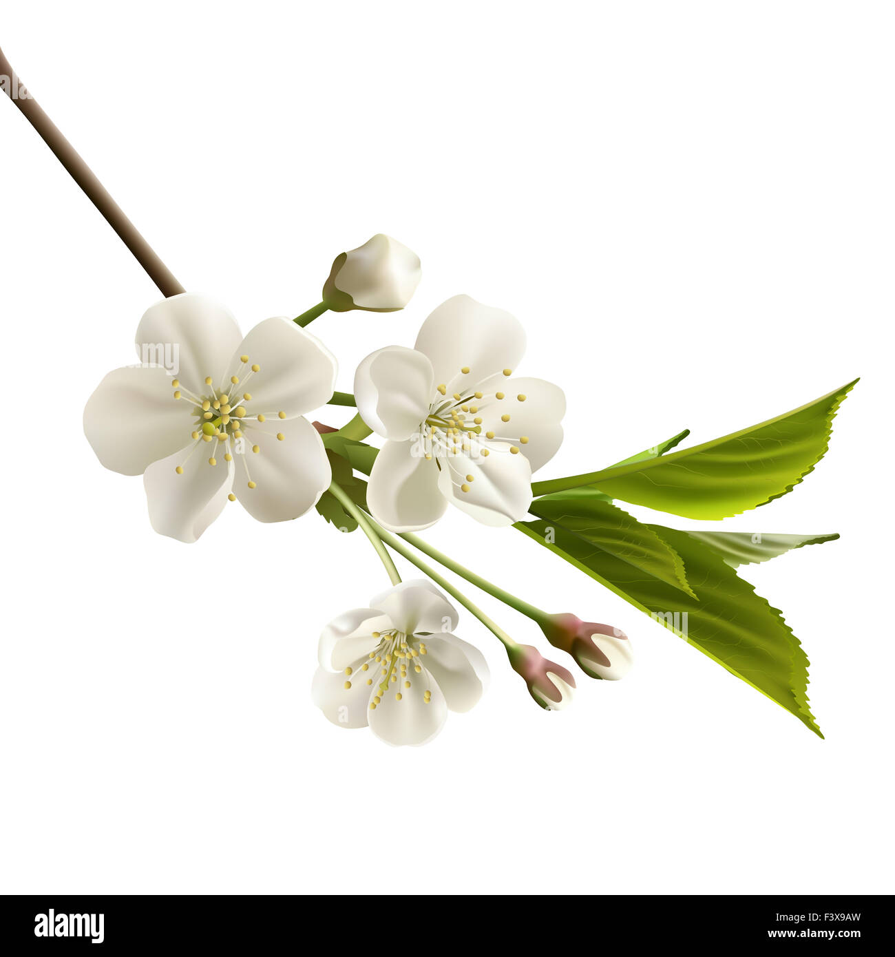 Young cherry blossom tree growing hi-res stock photography and images ...