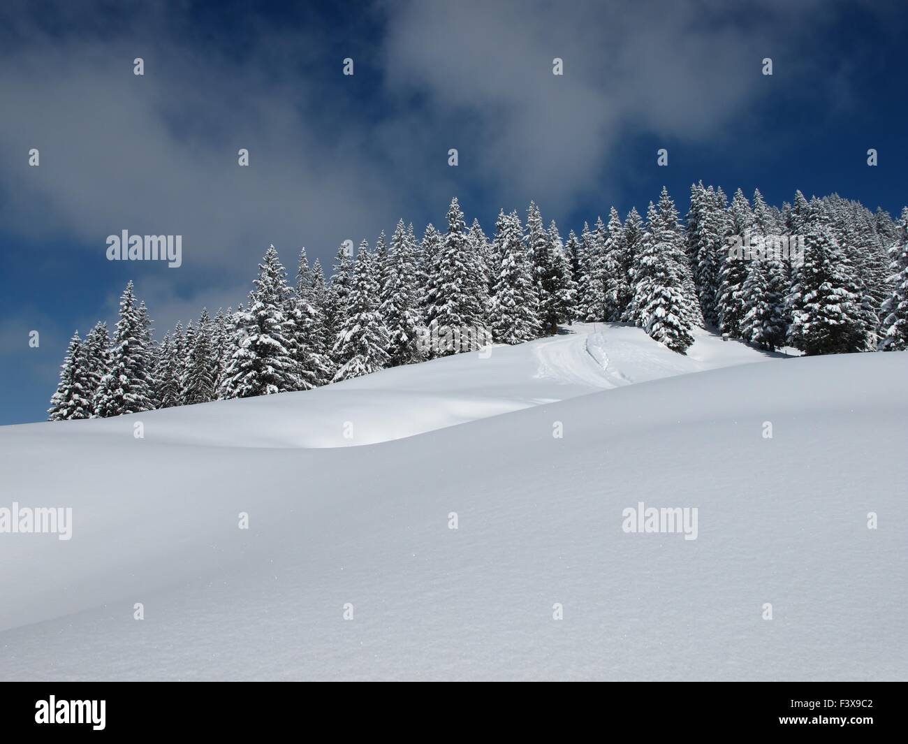 Beautiful winter forest Stock Photo - Alamy