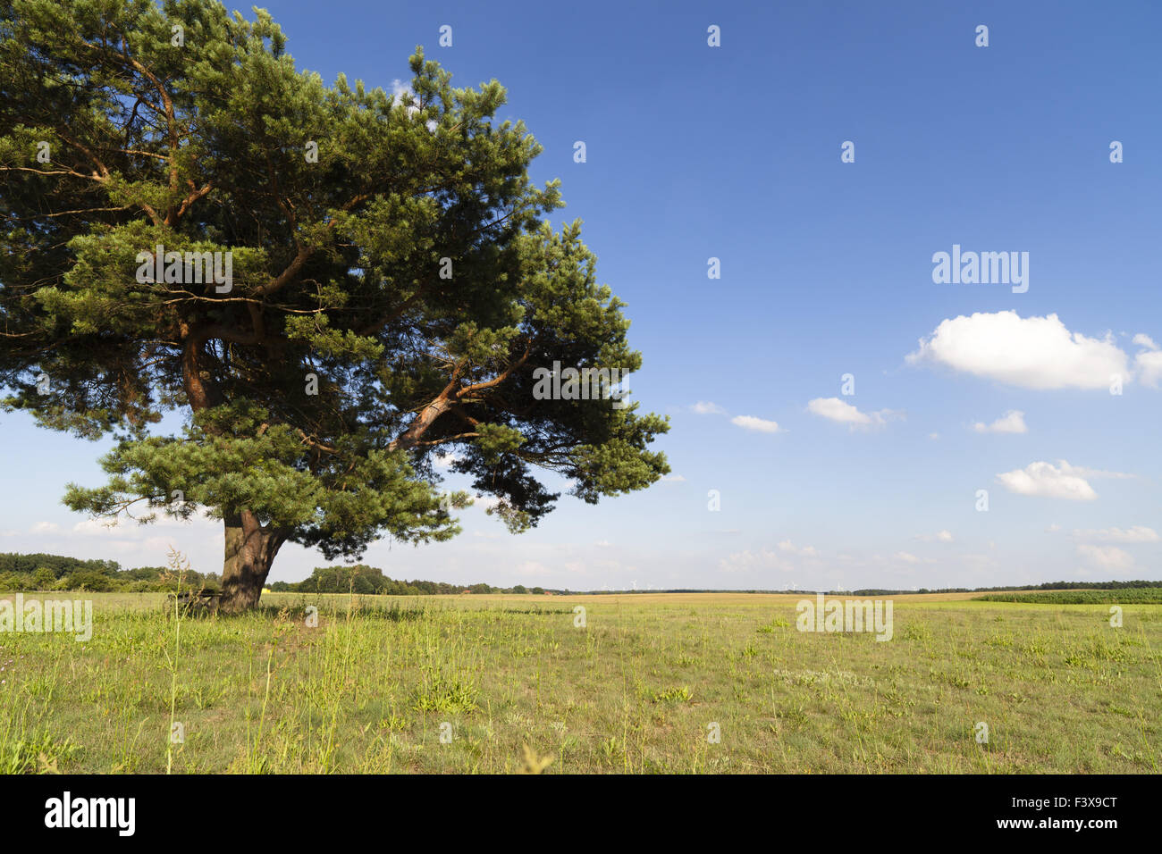 Old pine hi-res stock photography and images - Alamy