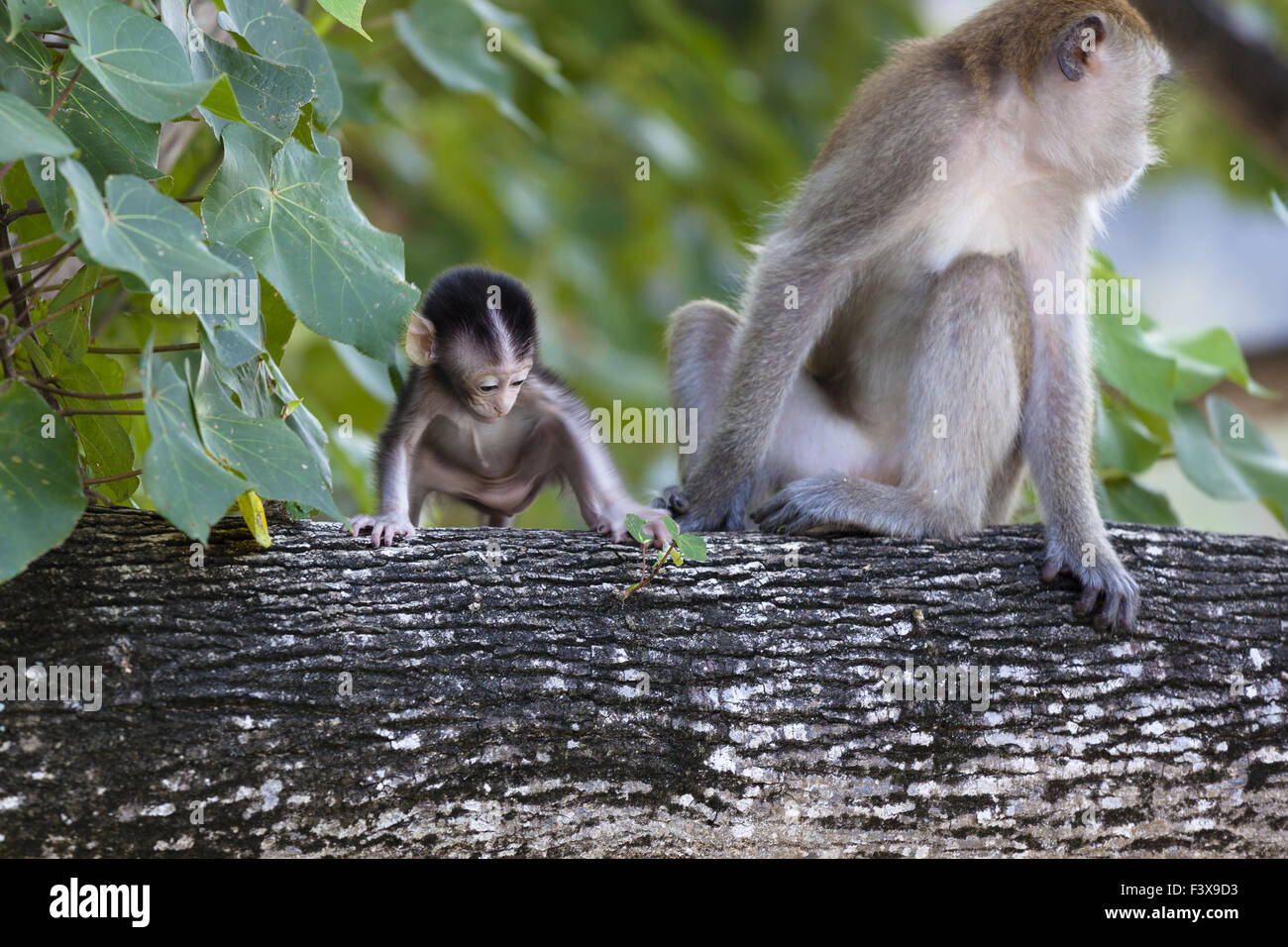 Baby rhesus macaque hi-res stock photography and images - Alamy