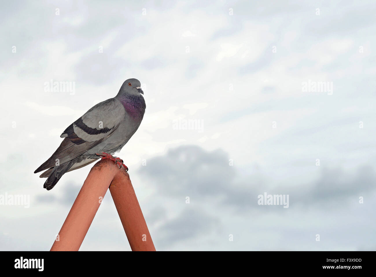 pigeon with beautiful sky background Stock Photo - Alamy
