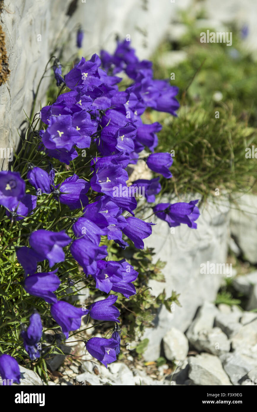 Alpin flower hi-res stock photography and images - Alamy