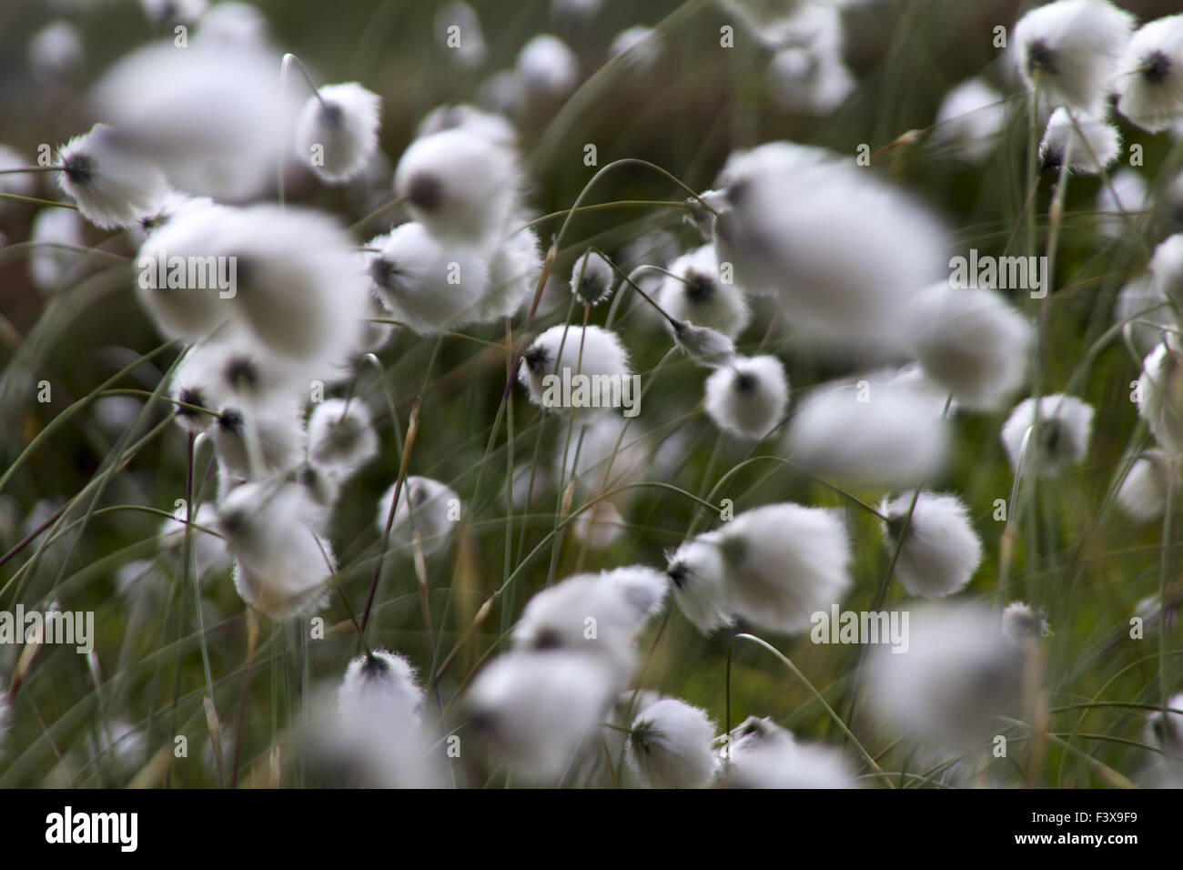 Fluffy crop hi-res stock photography and images - Alamy