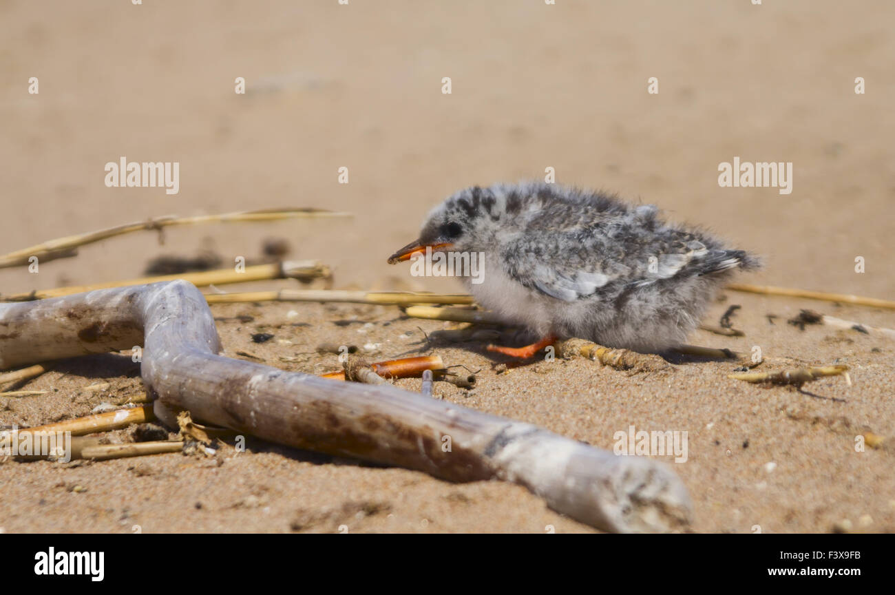 Baby bird hi-res stock photography and images - Alamy