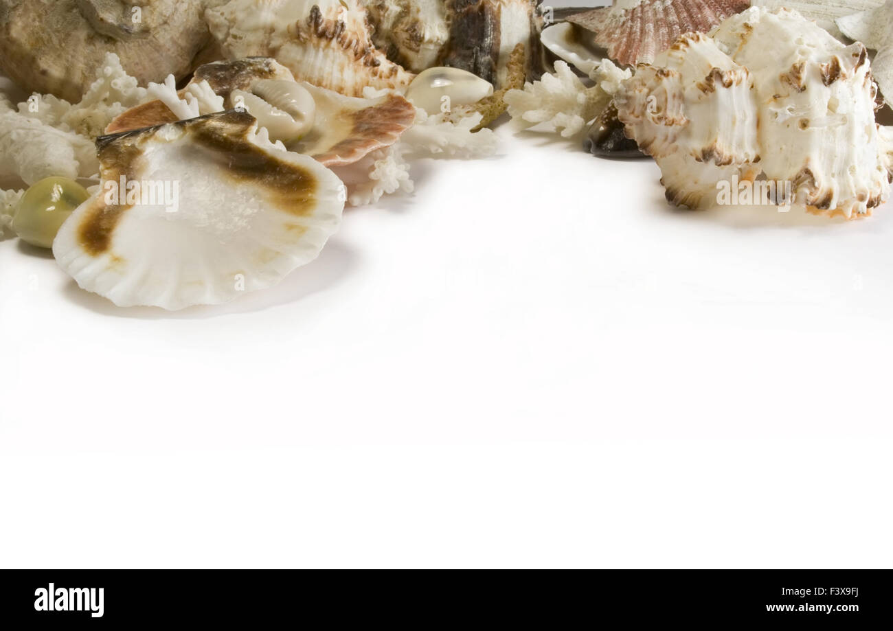 Group of sea shells and corals isolated Stock Photo - Alamy