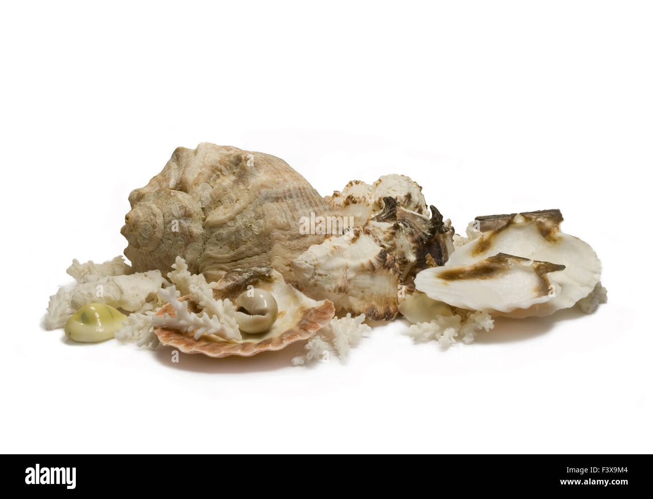 Ivory color shells hi-res stock photography and images - Alamy