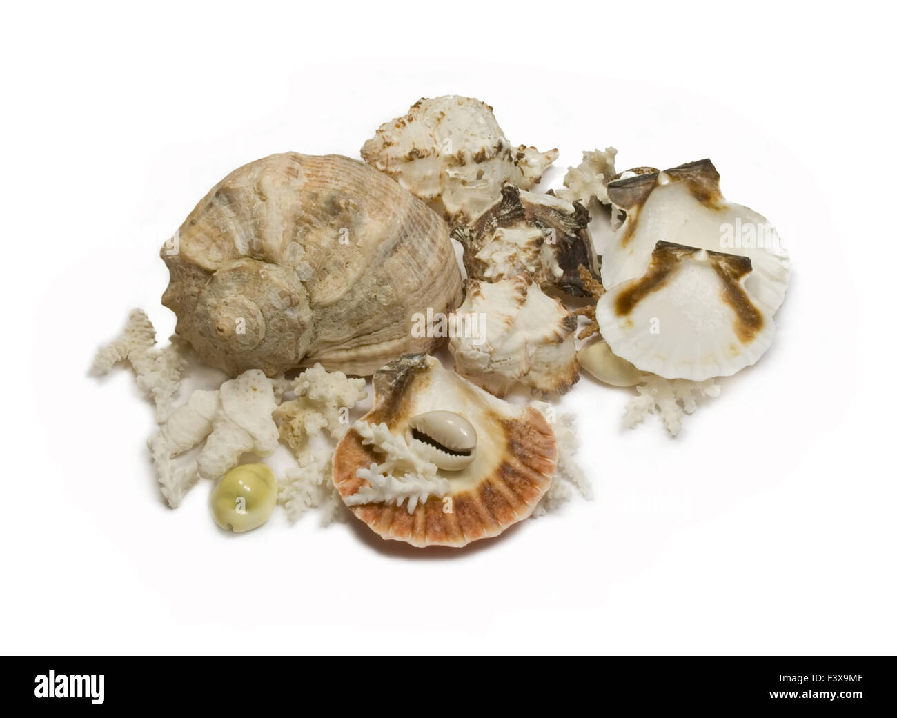 Conch shell pearl bahamas hi-res stock photography and images - Alamy