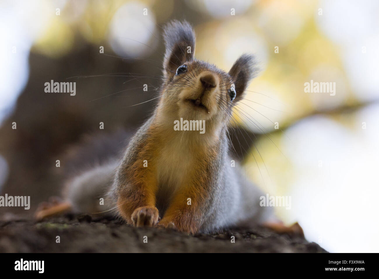 The photograph shows a squirrel on the tree Stock Photo - Alamy